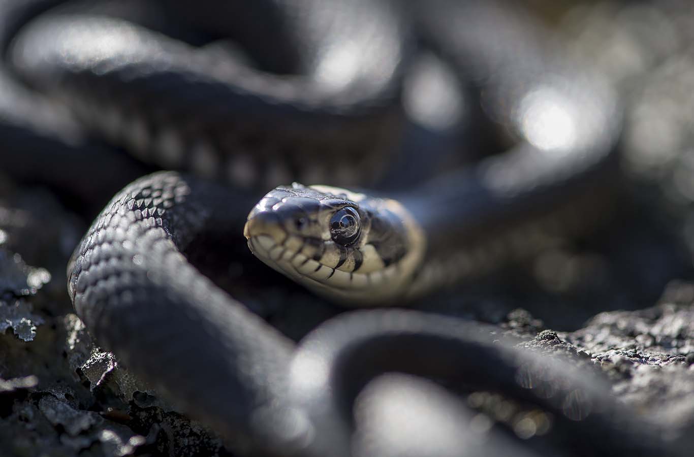 Ormar i sverige - Naturfotograf Roger Vikström