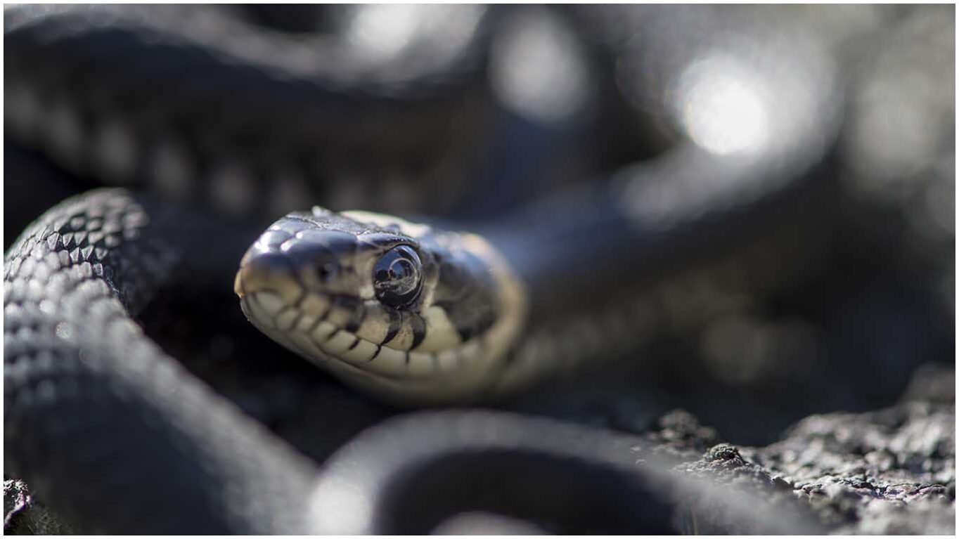 Den fridlysta snoken - Naturfotograf Roger Vikström
